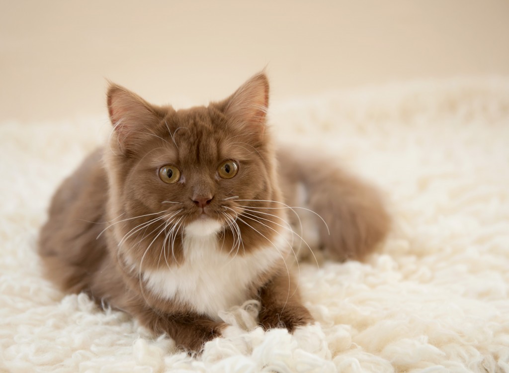 Mink & Solid Ragdoll Cats