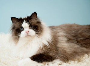 Pinkerton Ragdoll Kittens For Sale