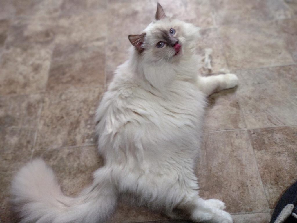 jupiter - Pinkerton Ragdolls