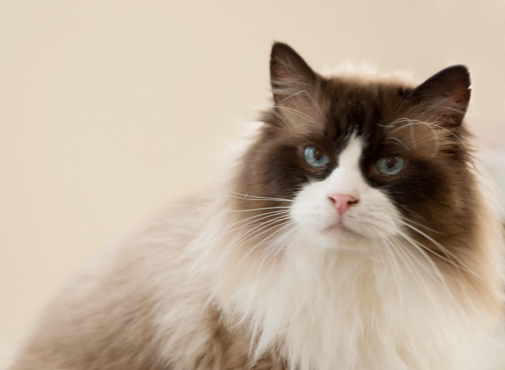 Ragdoll Kittens For Sale, Atlanta Ragdoll Cat Breeder. Traditional ...